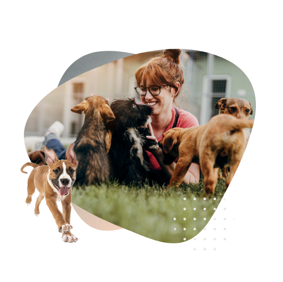 Dog Socializing - Humane Society of Greater Niagara