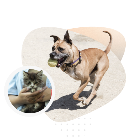 Animal Control Niagara-on-the-Lake - Humane Society of Greater Niagara
