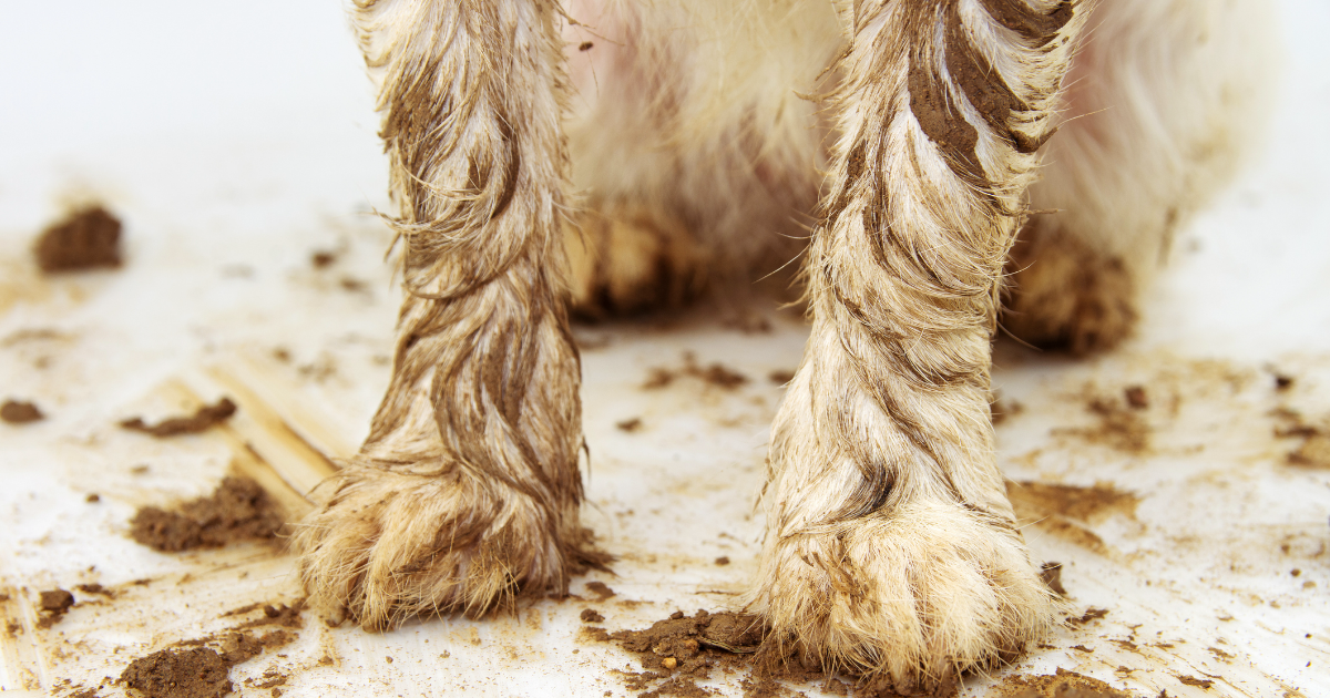 April Showers Bring.Muddy Paws Tips for Spring Grooming