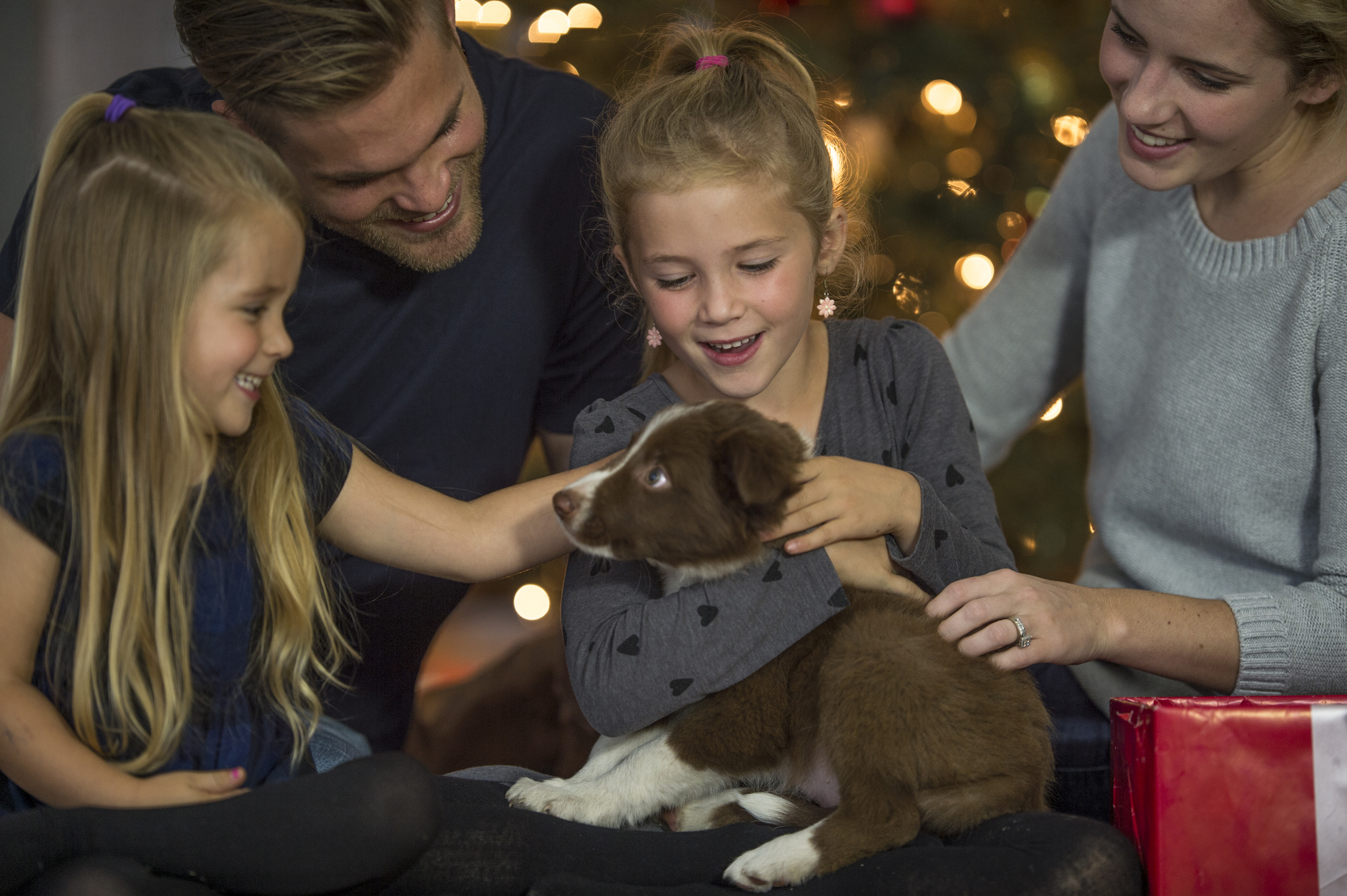 Want to Adopt a Puppy for Christmas? Here’s What You Need to Know